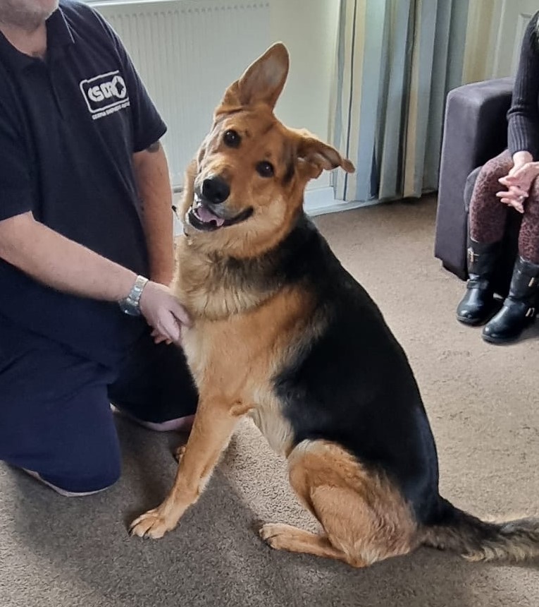 URGENT! German Shepherd Dogs South East England @ GERMAN SHEPHERD DOG ...