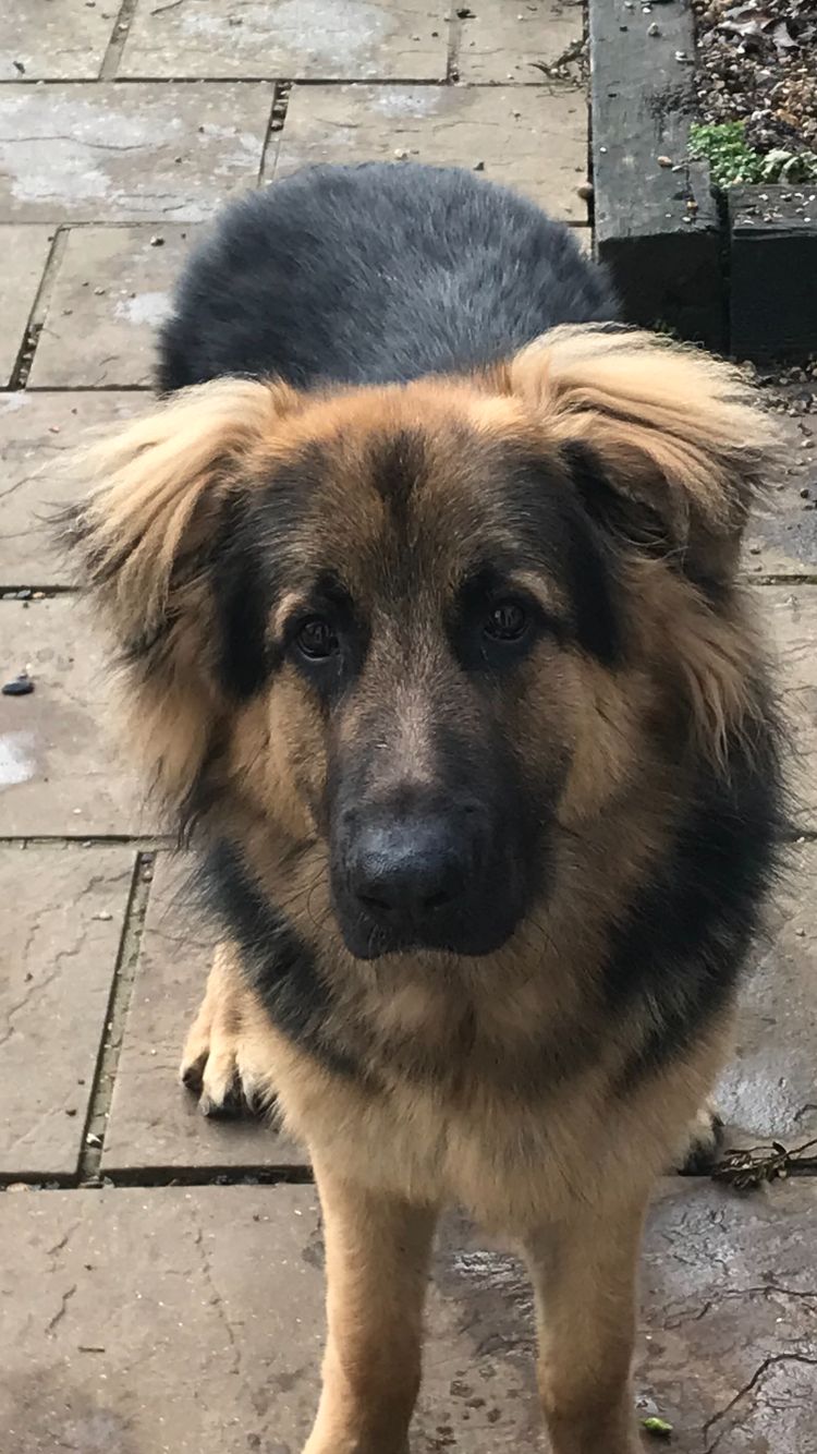 URGENT! German Shepherd Dog Teddy in Kent @ GERMAN SHEPHERD DOG RESCUE ...