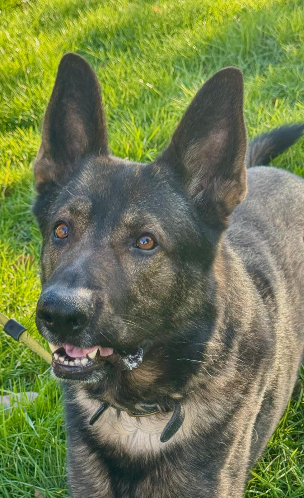 JAKE - SURREY