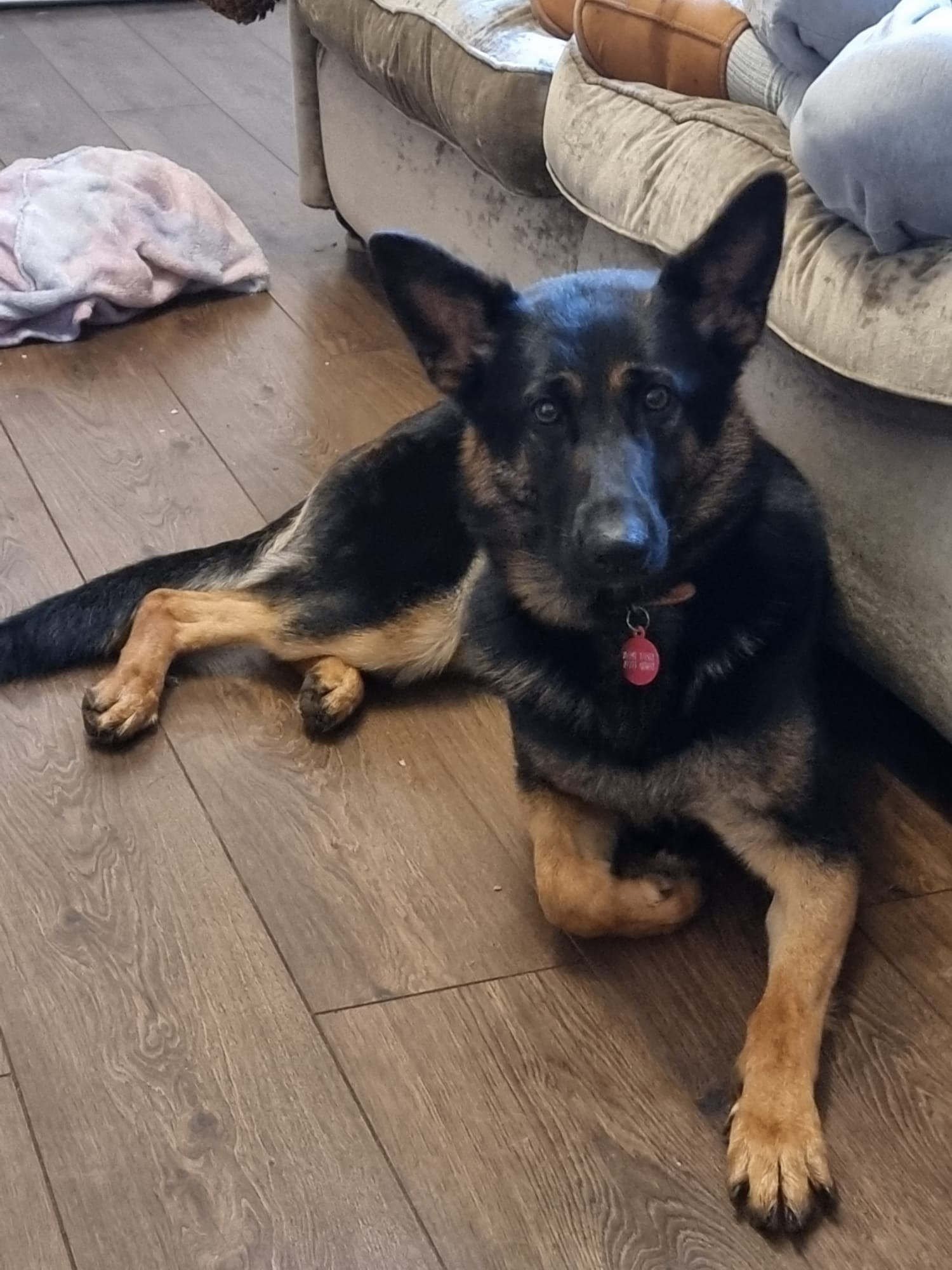 URGENT! German Shepherd Dog Poppy in Oxfordshire @ GERMAN SHEPHERD DOG ...