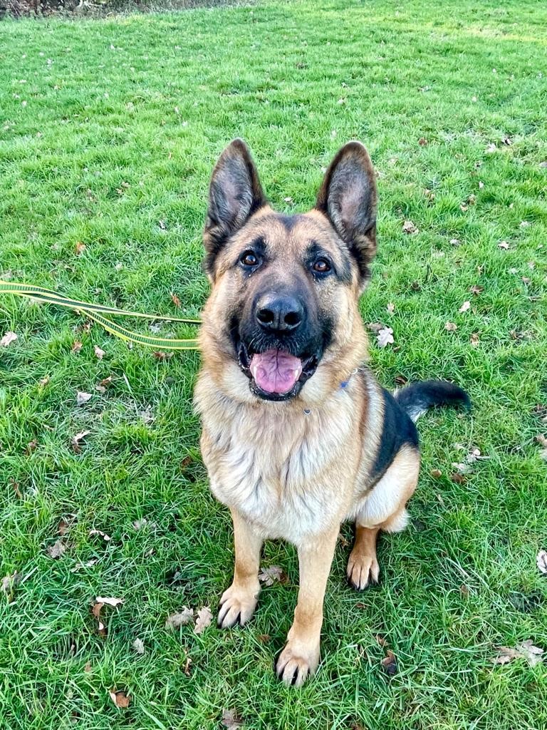 URGENT! German Shepherd Dog Chase in Surrey @ GERMAN SHEPHERD DOG ...