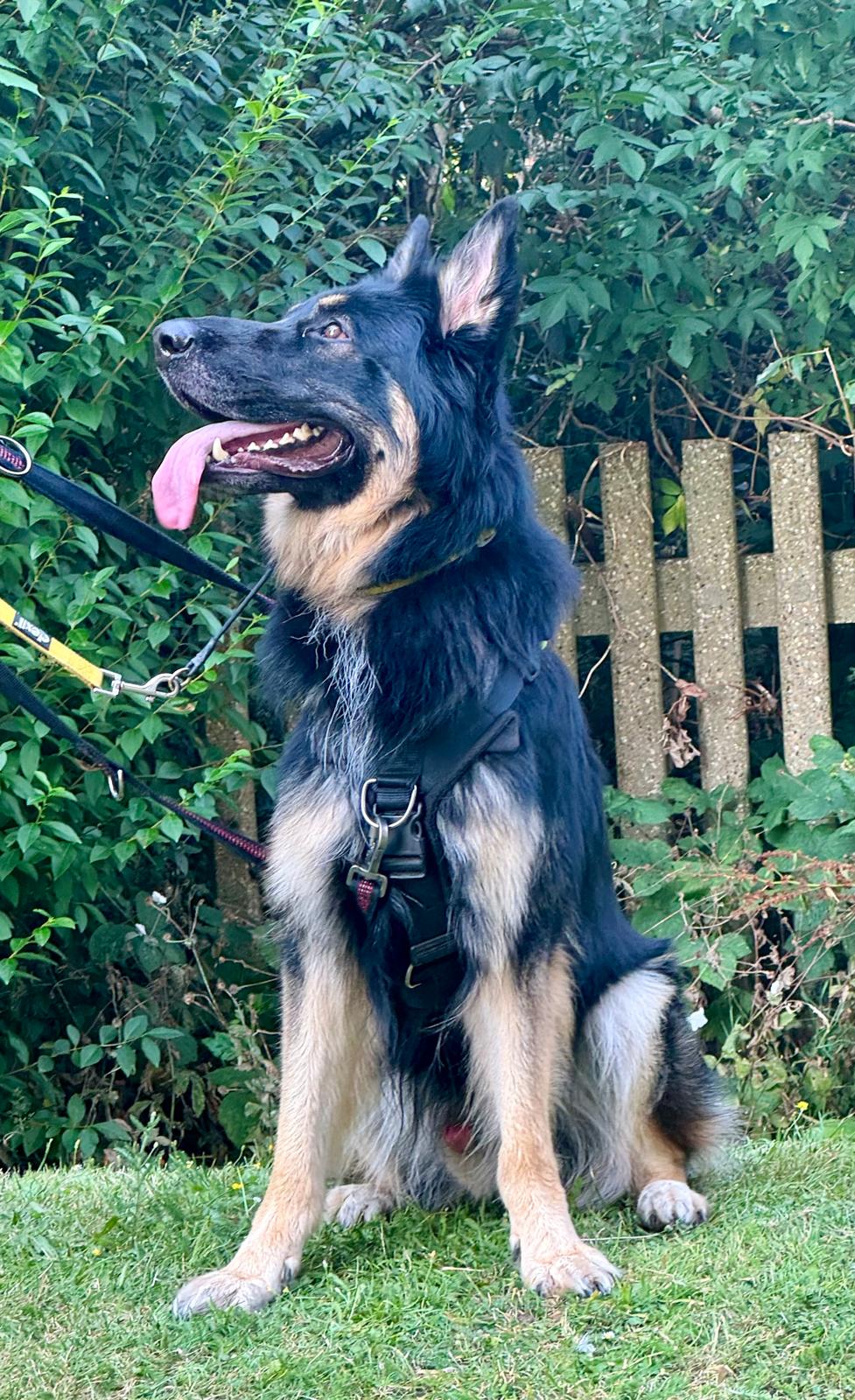 REX - SURREY