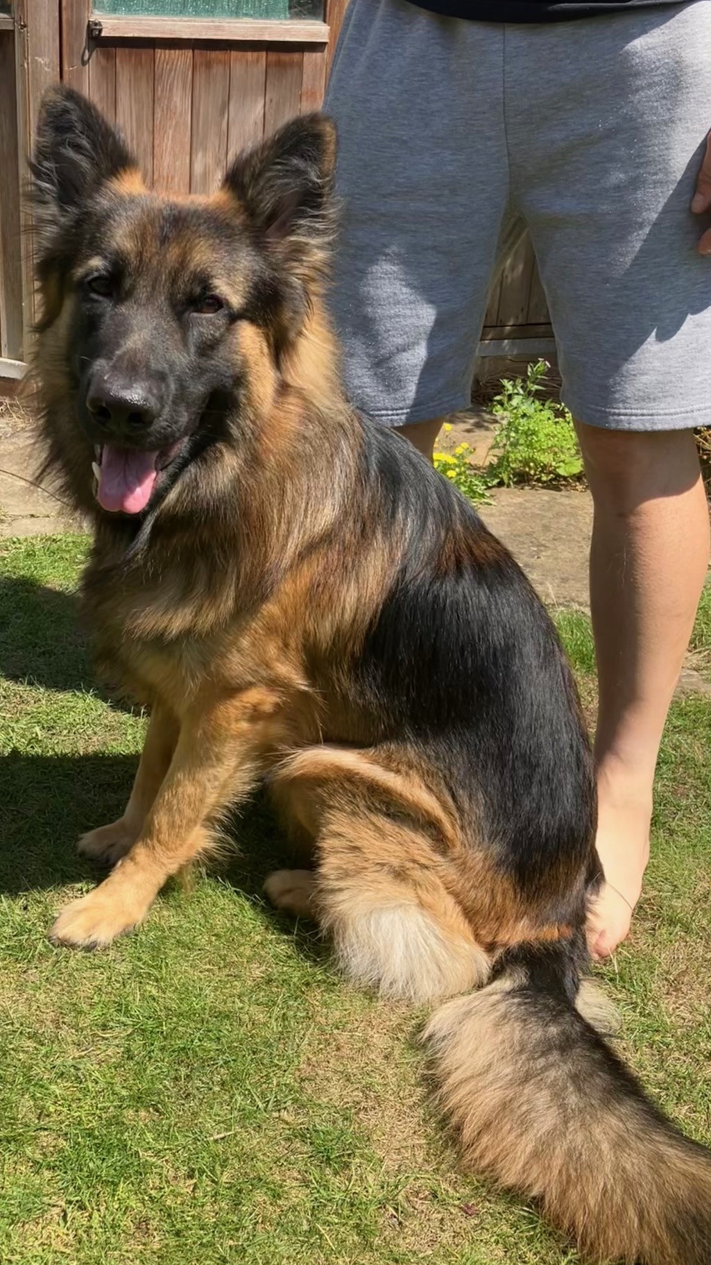 URGENT! German Shepherd Dogs South East England @ GERMAN SHEPHERD DOG ...