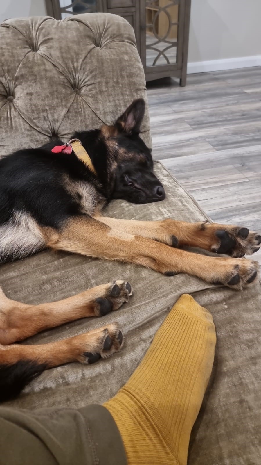 URGENT! German Shepherd Dog Poppy in Oxfordshire @ GERMAN SHEPHERD DOG ...