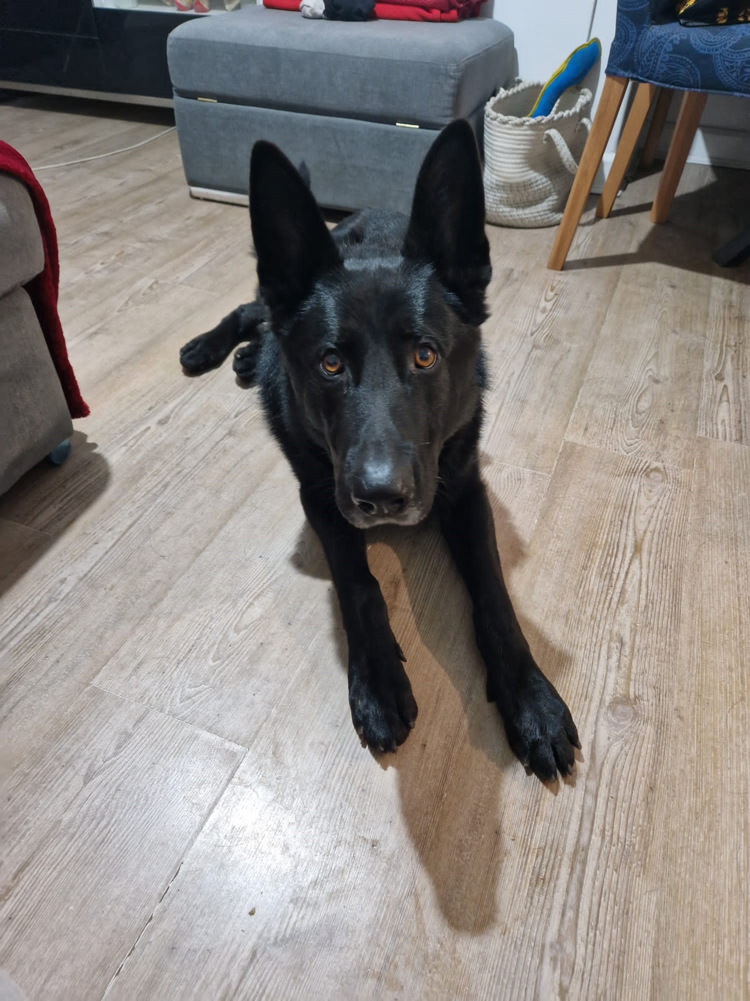 URGENT! German Shepherd Dogs South East England @ GERMAN SHEPHERD DOG ...