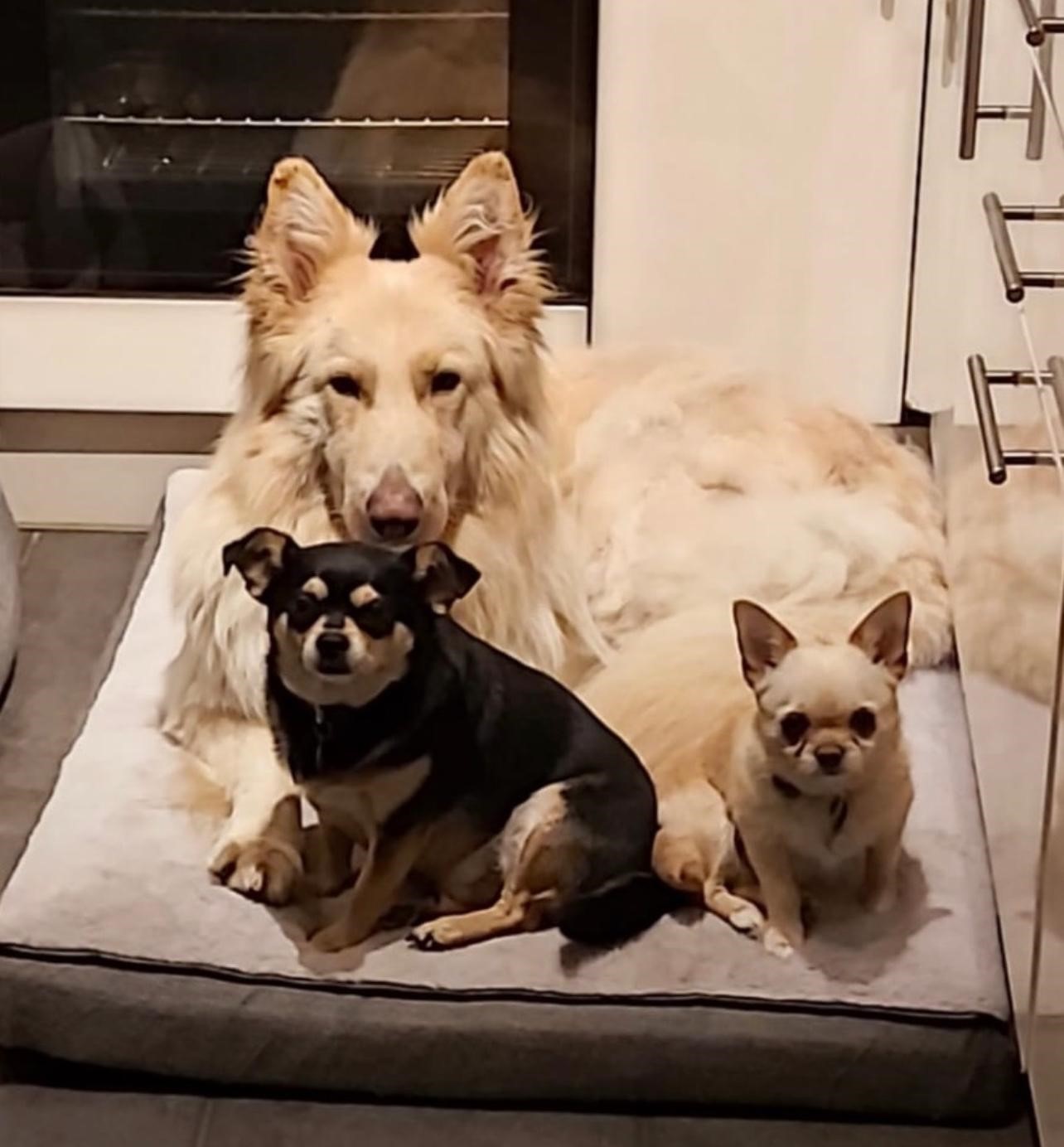 CASPER - OXFORDSHIRE