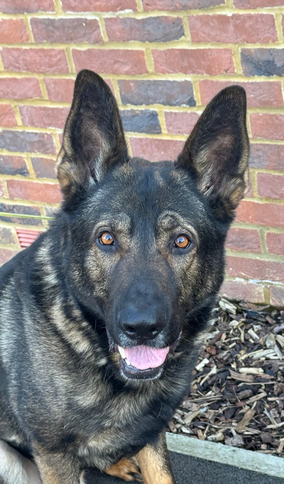JAKE - SURREY