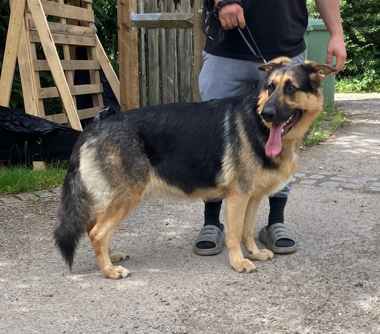 URGENT! German Shepherd Dogs South East England @ GERMAN SHEPHERD DOG ...