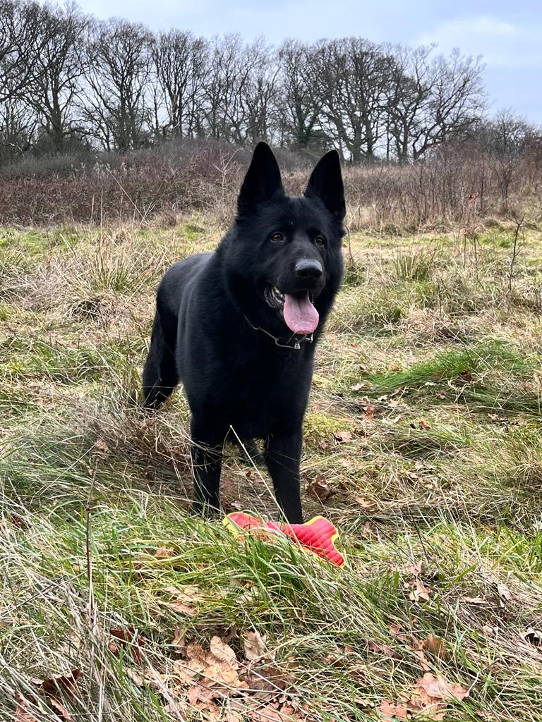 URGENT! German Shepherd Dog Bubbles in Essex @ GERMAN SHEPHERD DOG ...