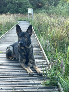 JAKE - SURREY