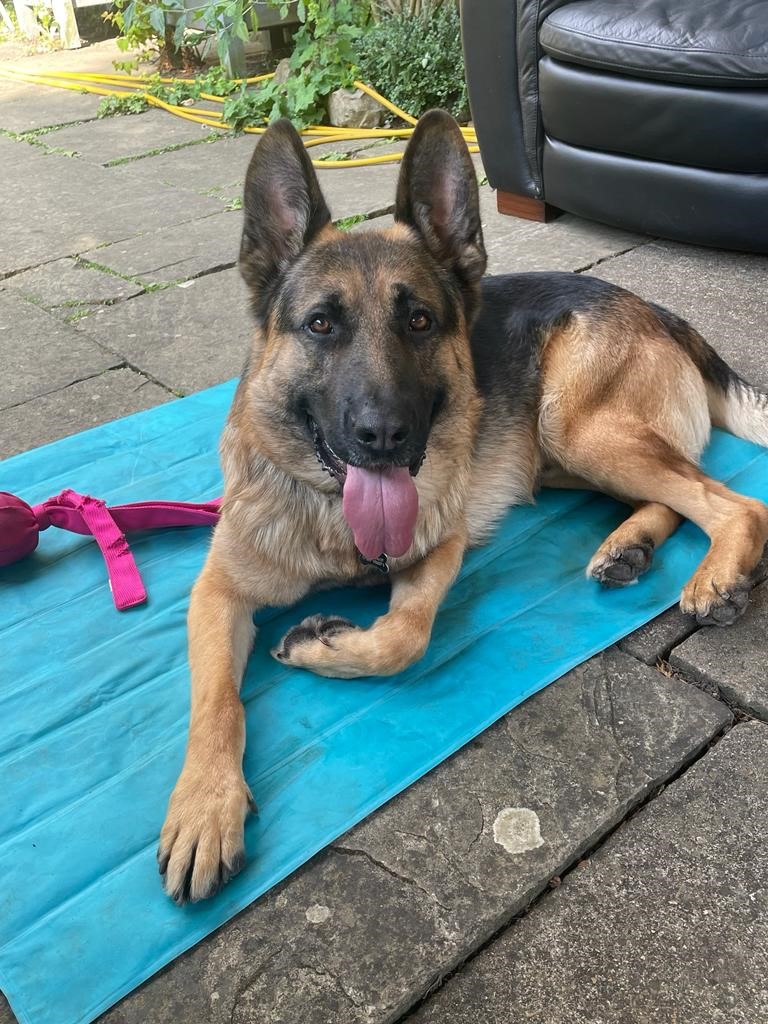 URGENT! German Shepherd Dog Chase in Surrey @ GERMAN SHEPHERD DOG ...