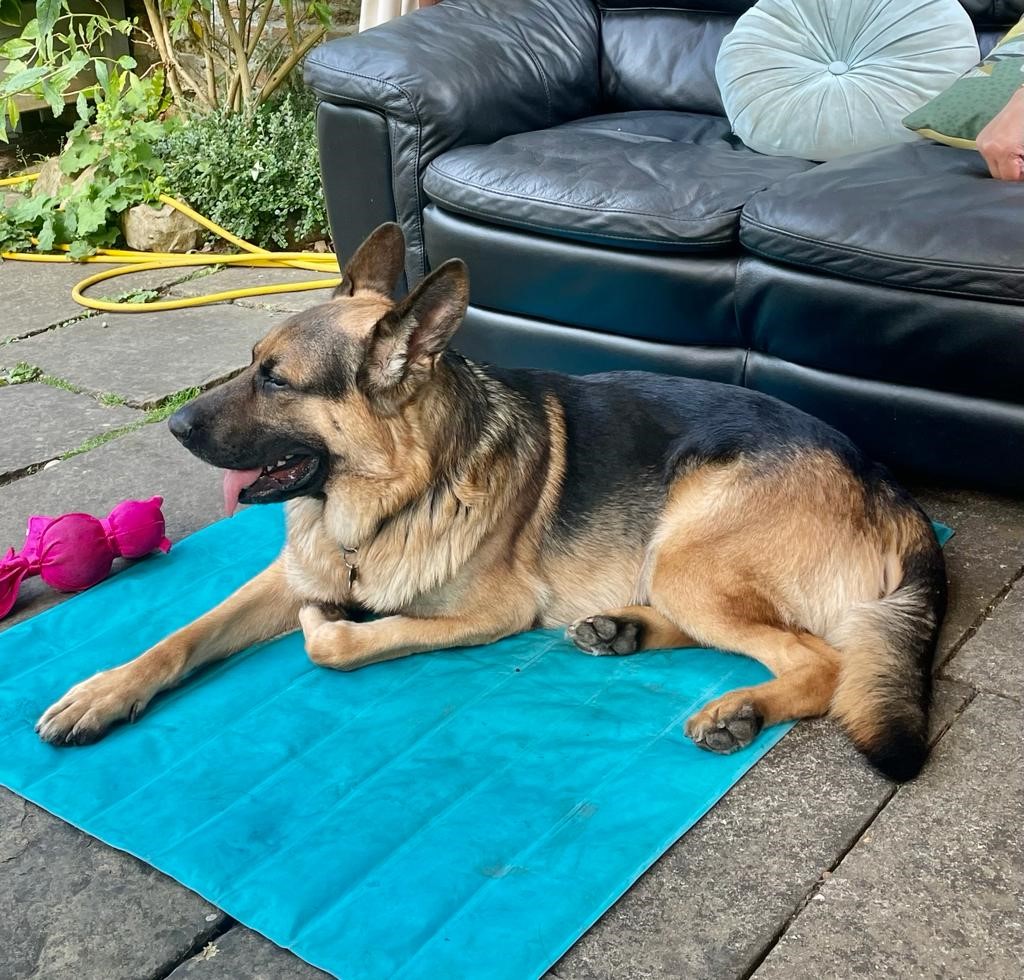 URGENT! German Shepherd Dog Chase in Surrey @ GERMAN SHEPHERD DOG ...
