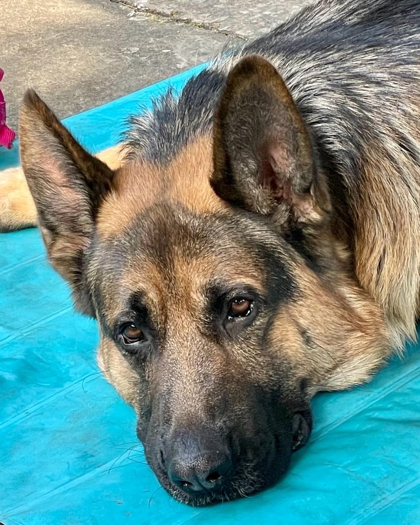 URGENT! German Shepherd Dog Chase in Surrey @ GERMAN SHEPHERD DOG ...