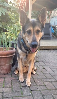 URGENT! German Shepherd Dogs South East England @ GERMAN SHEPHERD DOG ...