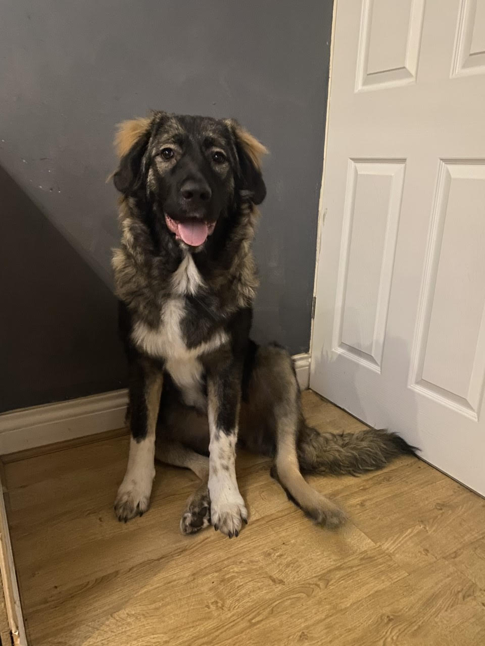 Bear – Cambridgeshire ( Caucasian Shepherd )