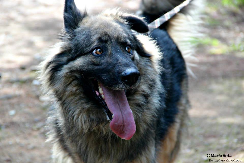 URGENT! German Shepherd Dog Charlie in Kennels ESSEX @ GSDR