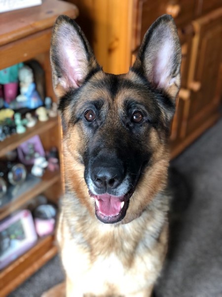URGENT! German Shepherd Dogs South East England @ GERMAN SHEPHERD DOG ...