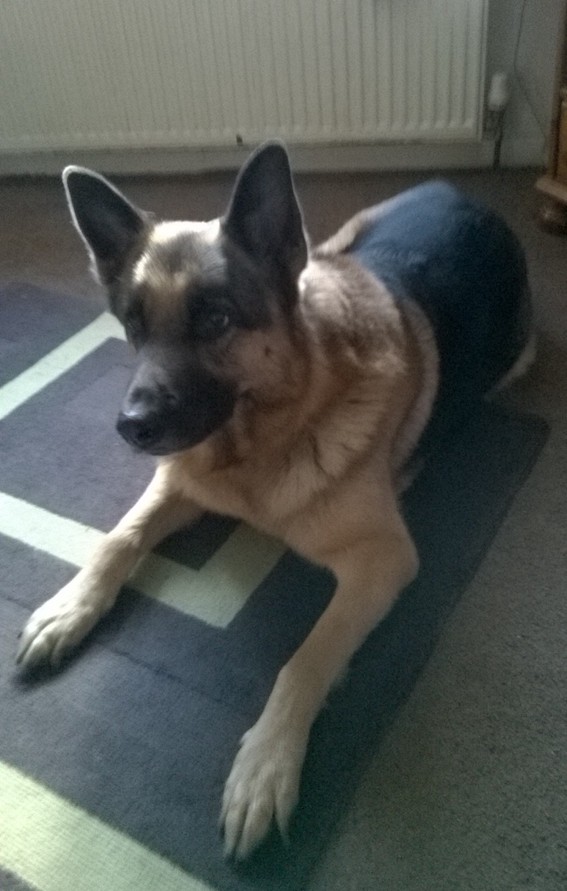 Max - North York’s