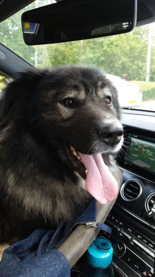 URGENT! Caucasian Shepherds @ GERMAN SHEPHERD DOG RESCUE (GSDR)