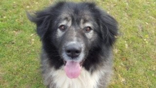 URGENT! Caucasian Shepherd Dog Olan in Kennels @ GERMAN SHEPHERD DOG ...