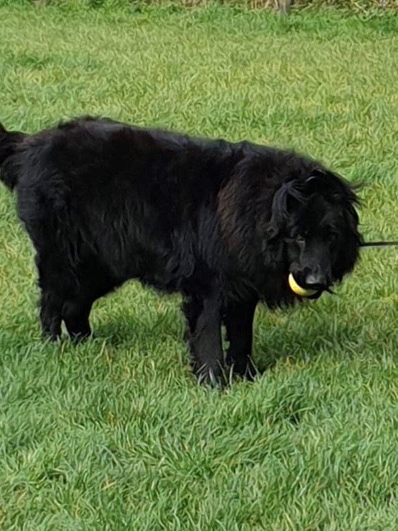 PASHA - MILTON KEYNES