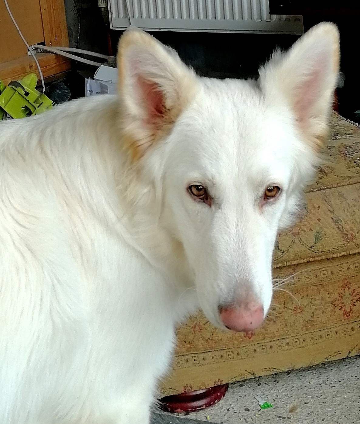 Are White German Shepherds Albino