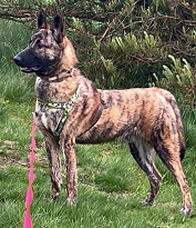 Alfie - West Yorks