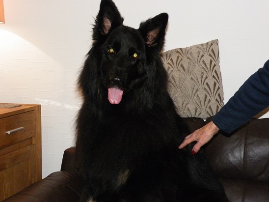 Brody - Staffordshire