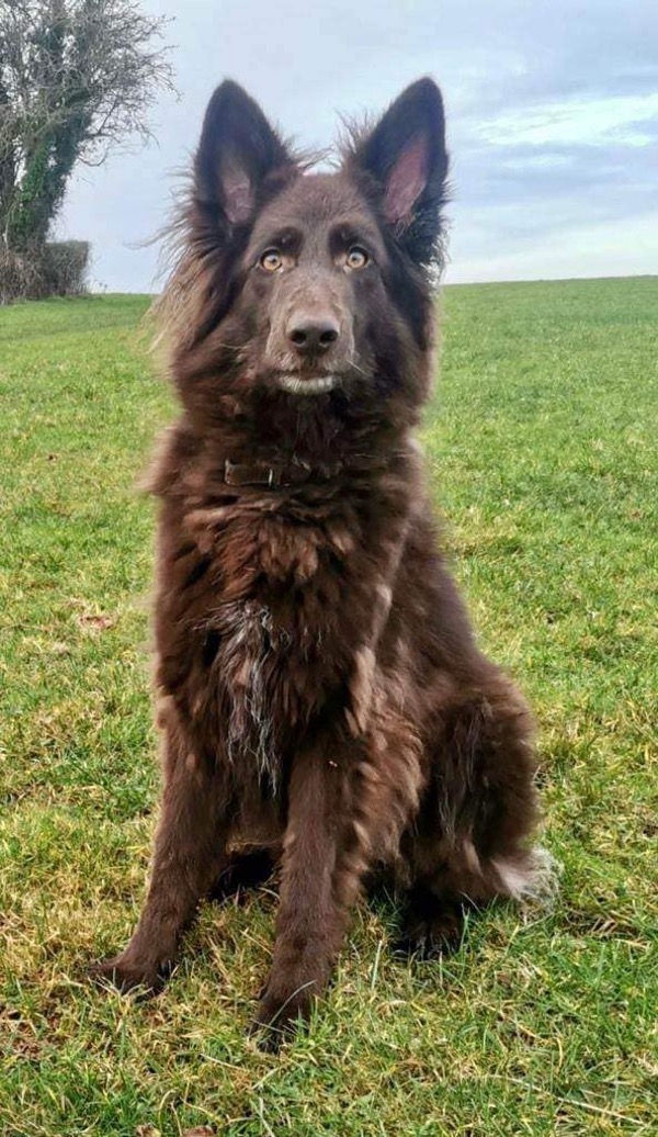 URGENT! German Shepherd Dog Meg in Kennels @ GERMAN SHEPHERD DOG RESCUE ...