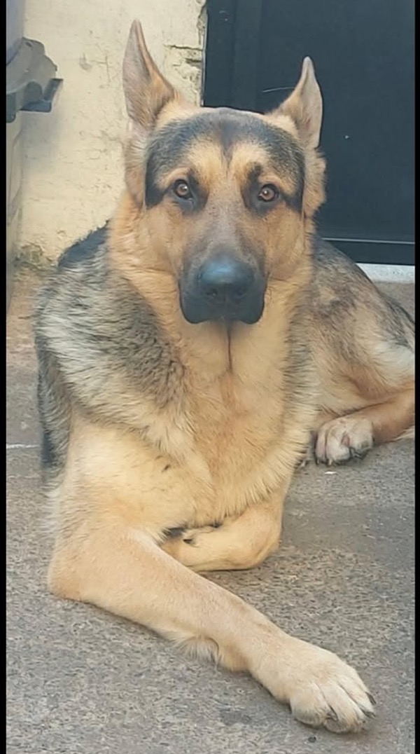 URGENT! German Shepherd Dog Morris in NW England @ GERMAN SHEPHERD DOG ...