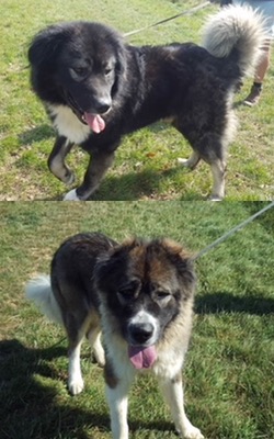 GERMAN SHEPHERD RESCUE (GSDR) No 1 UK Dog Rescue Charity!