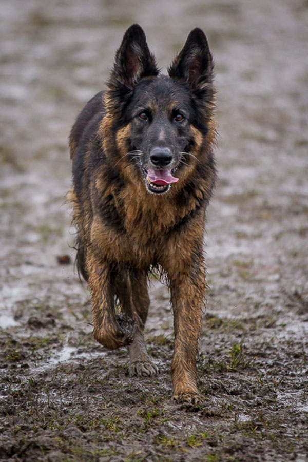German Shepherd Dog Images