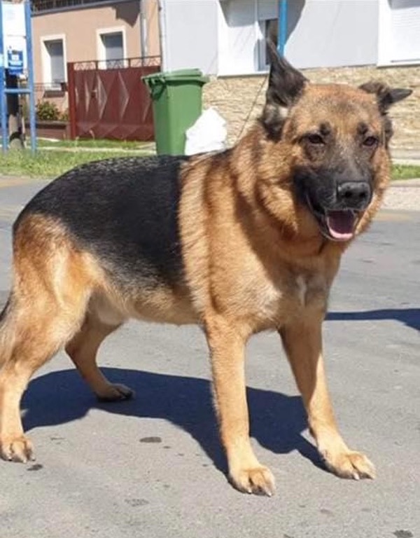 URGENT! German Shepherd Dog Roy in Kennels @ GERMAN SHEPHERD DOG RESCUE ...